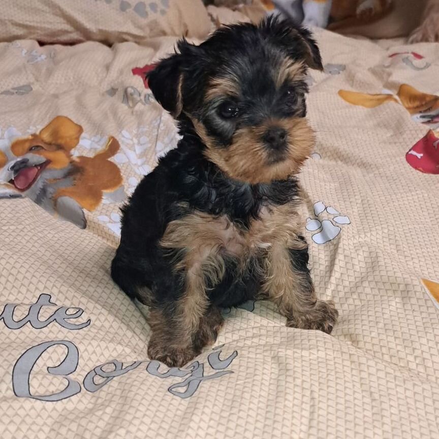 Йоркширский терьер, щенок