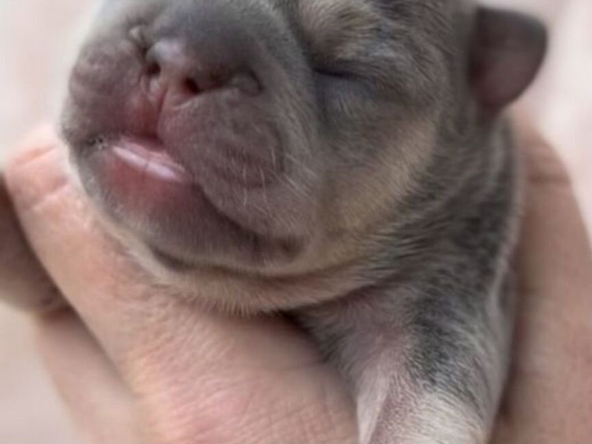 Французский бульдог мини