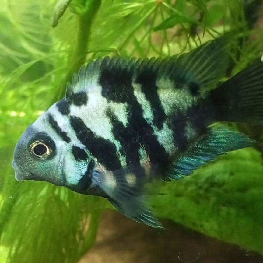 Отдам цихлид