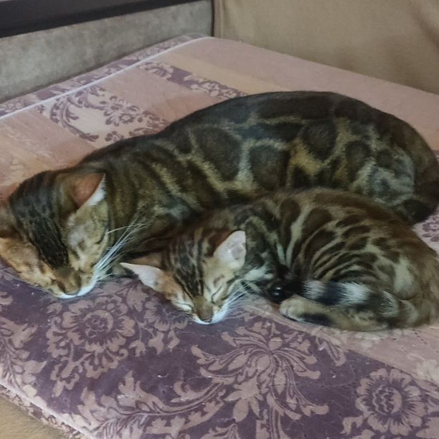 Бенгальская