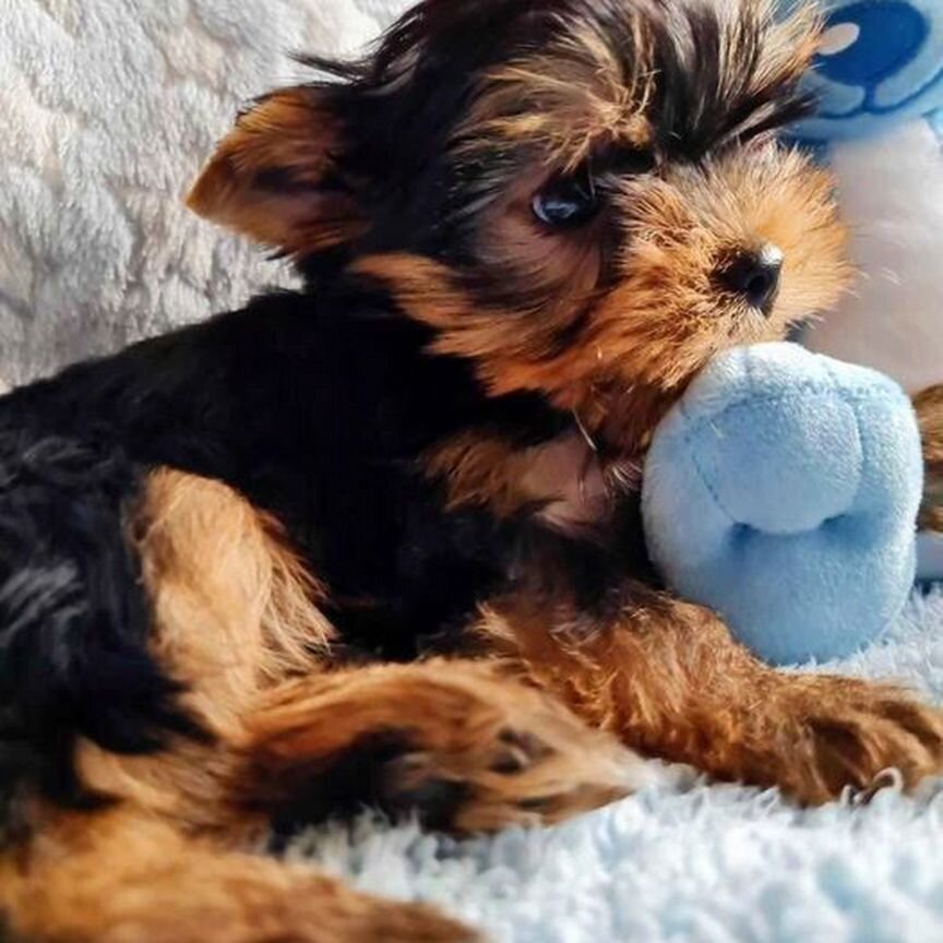 Йоркширский терьер мини