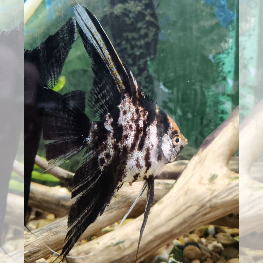 Скалярии взрослые нерестятся продаем сразу двоих