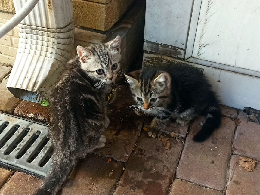 Котята в добрые руки