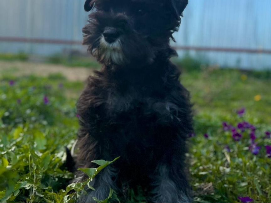 Цвергшнауцер