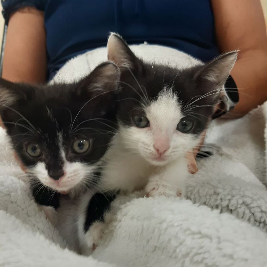 Красивые котятки