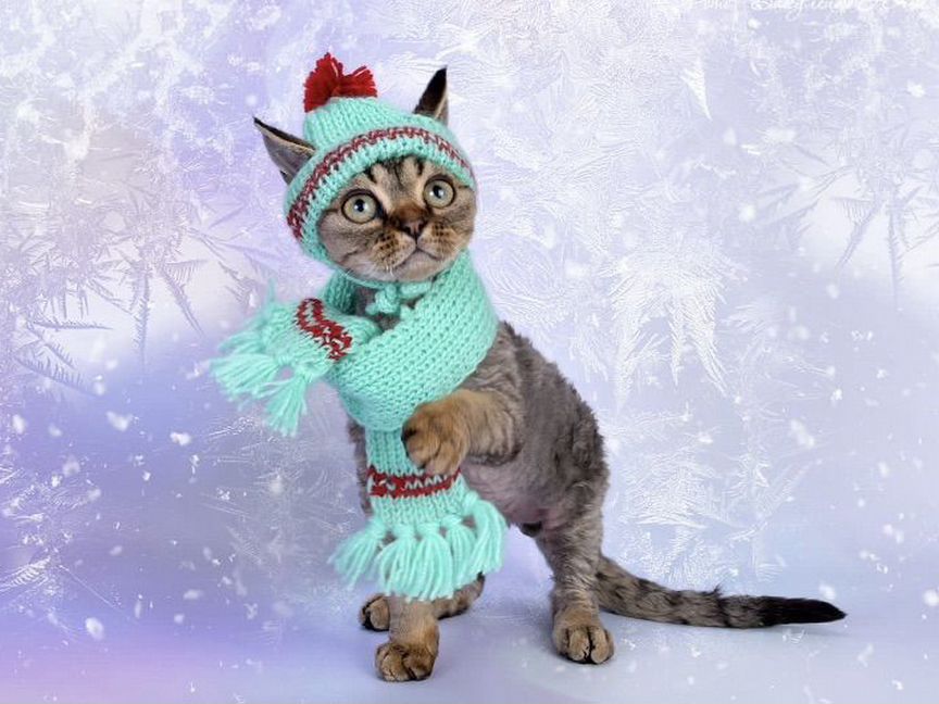 Котики породы девон рекс