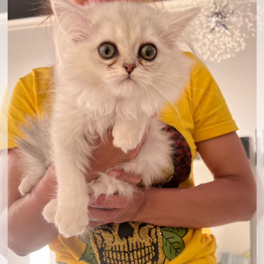 Шотландские прямоухие котята длинношерстные москва