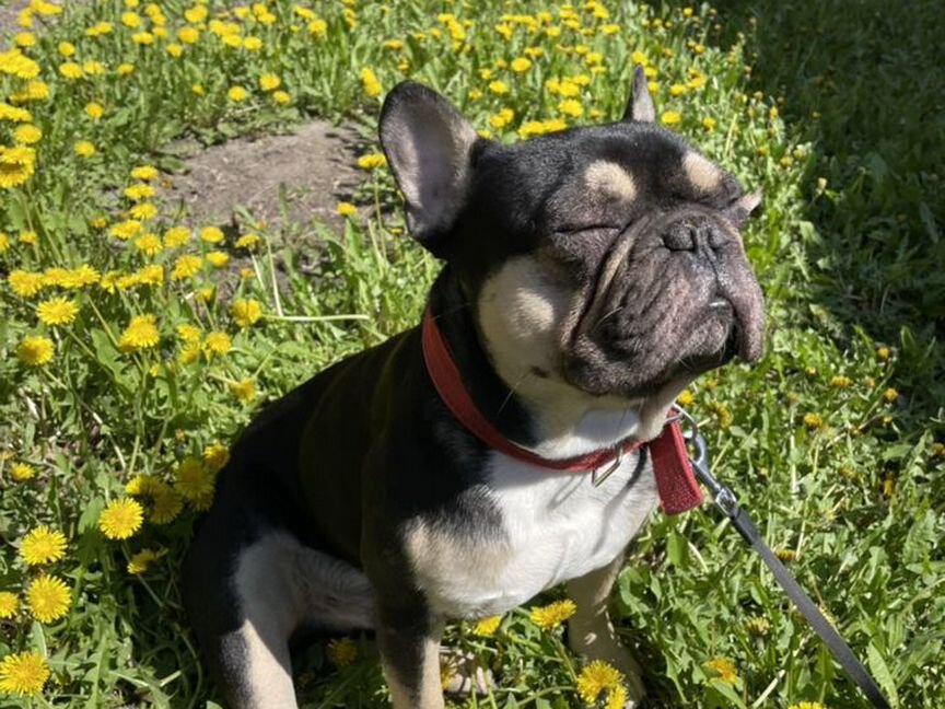 Вязка французкая булочка