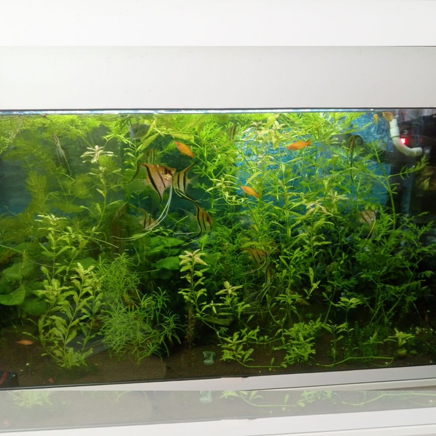 Аквариумные растения прополка