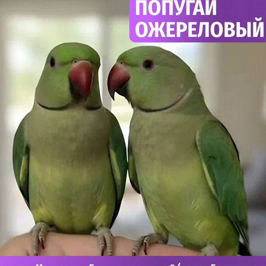 Попугай Ожереловый