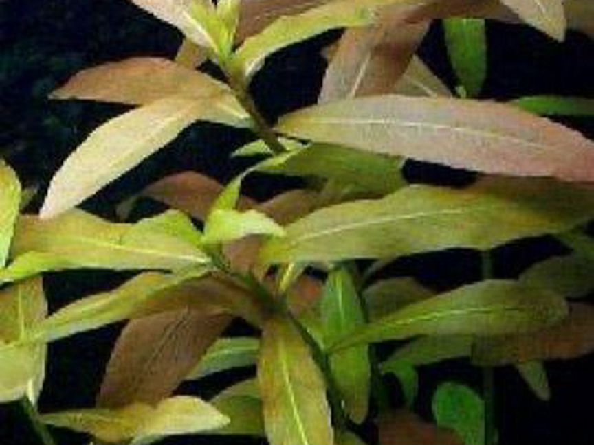 Гигрофила многосеменная