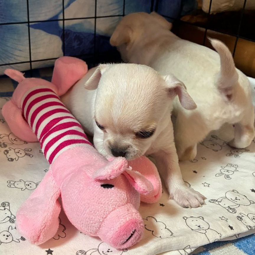 Чихуахуа, щенок