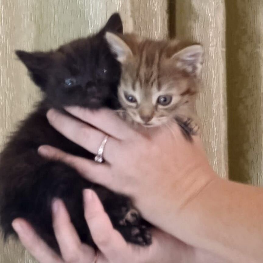Котята в добрые руки бесплатно мальчики