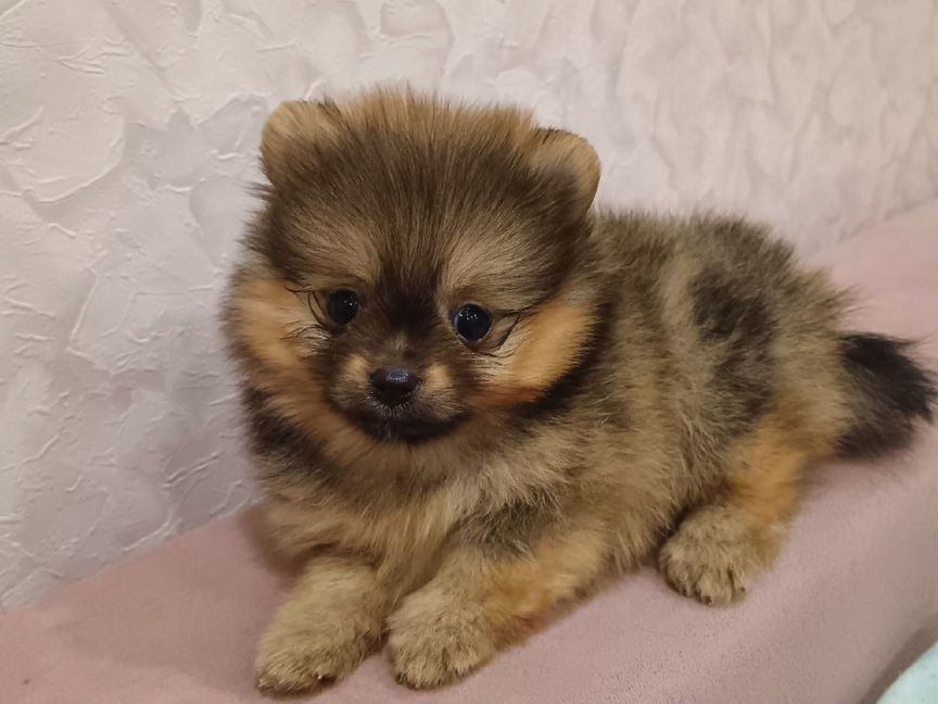 Померанский шпиц щенки