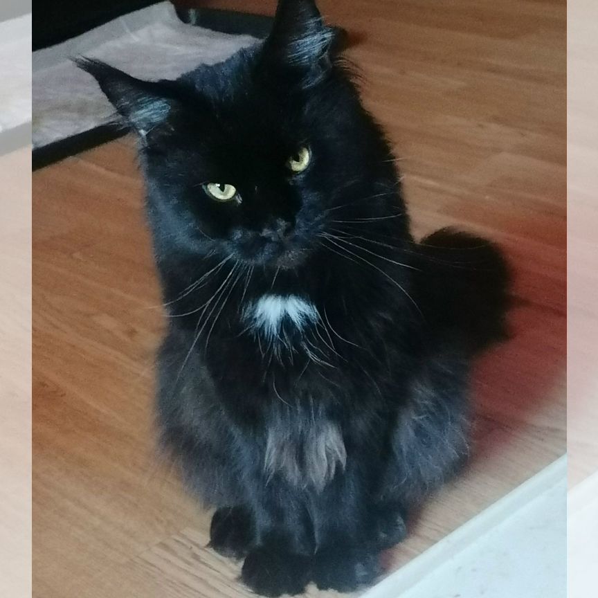 Мейн-кун, взрослый кот