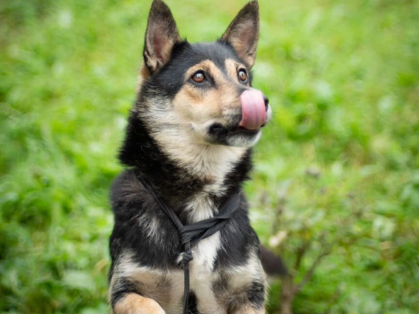 Размером с сибу