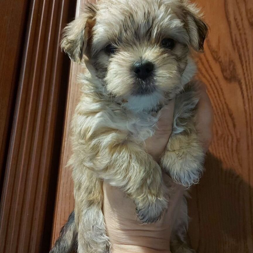 Мини мальтипушка