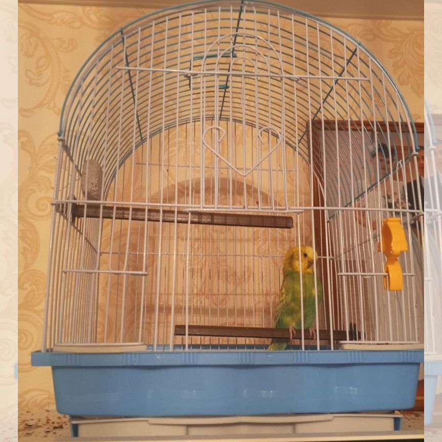 Волнистый попугай