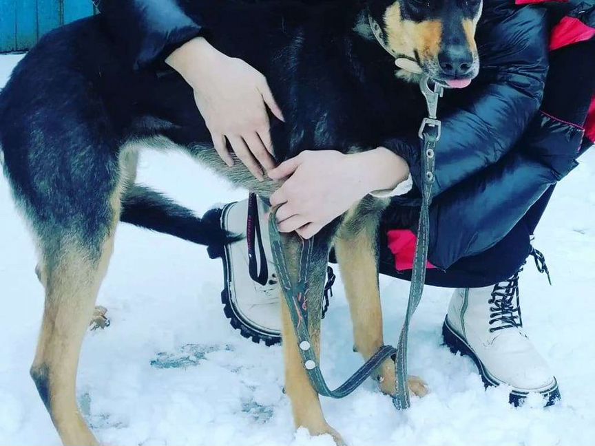 Собака Милочка