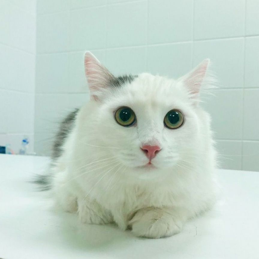 Ласковый, невероятно ручной котик котёнок 10 мес