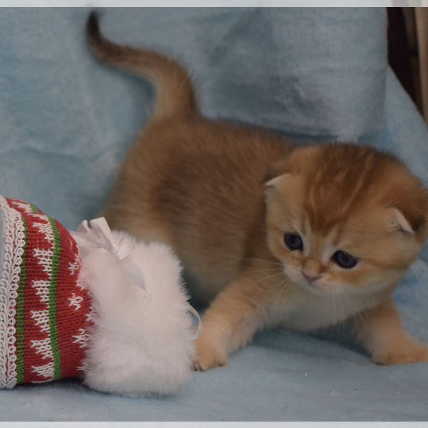 Шотландские вислоухие котята