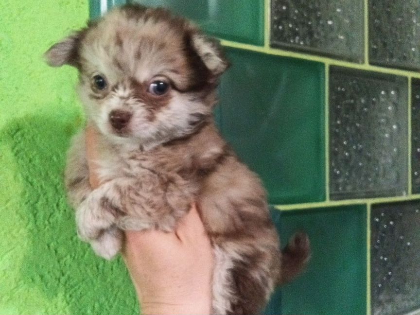 Чихуахуа мини девочка