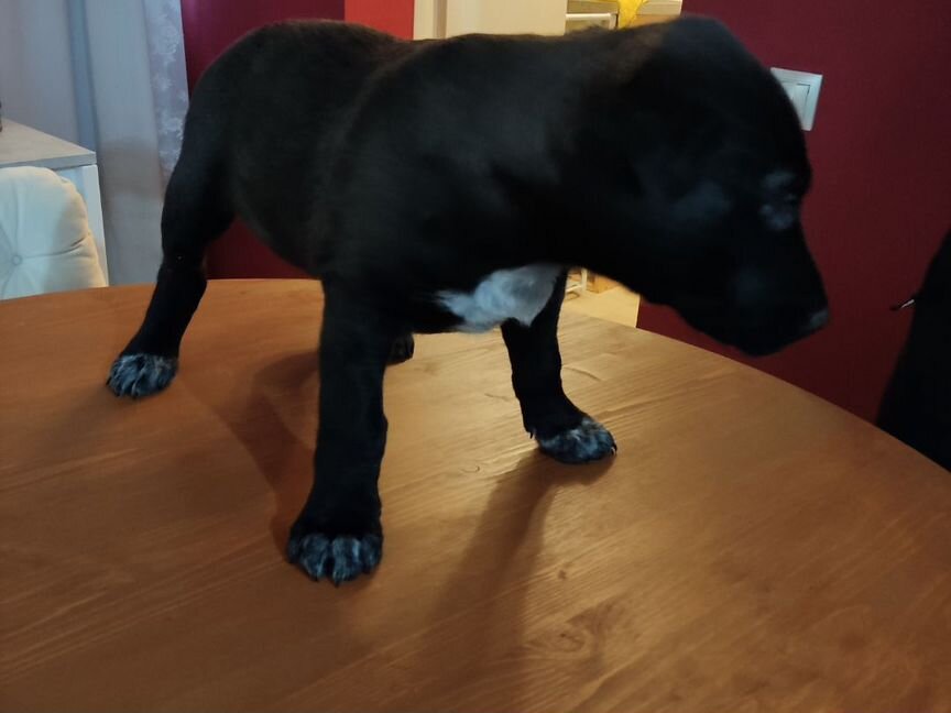 Щенок стафордширского терьера