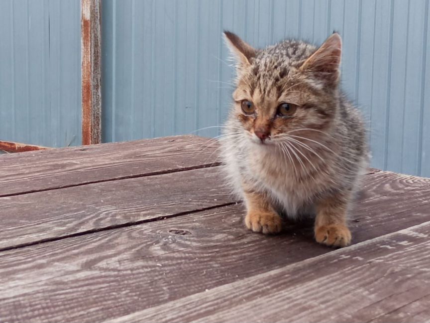Котенок девочка в добрые руки