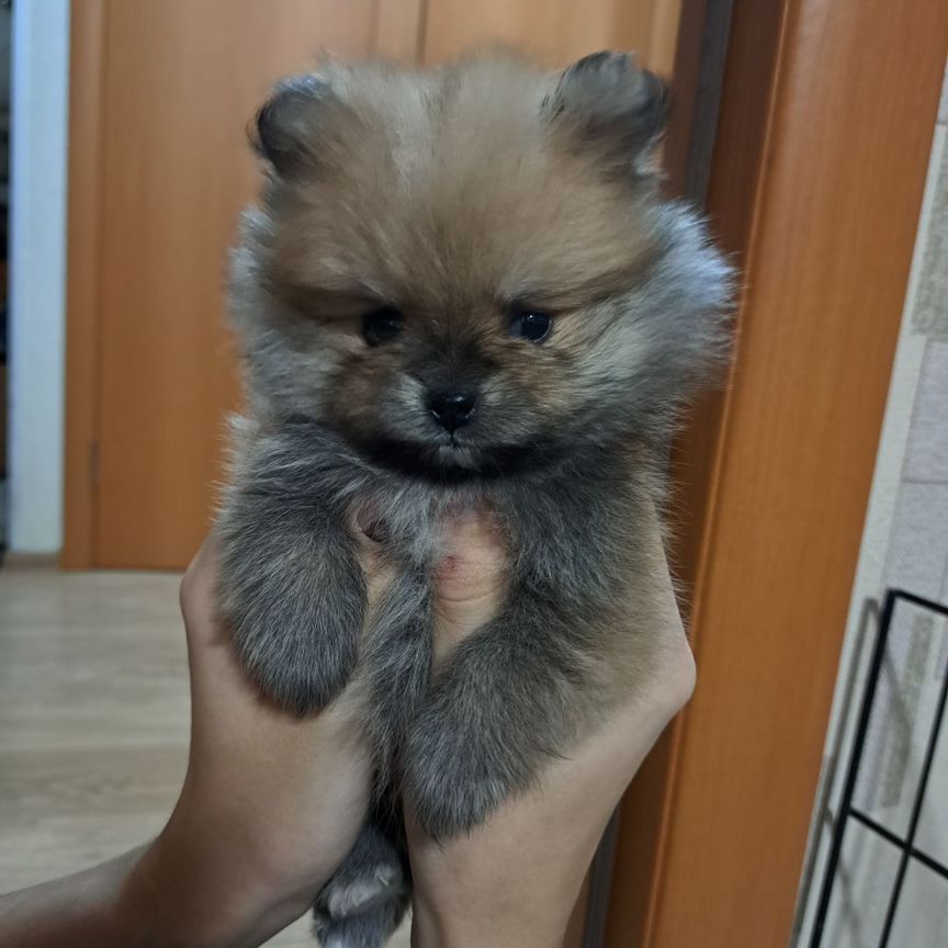 Померанский шпиц