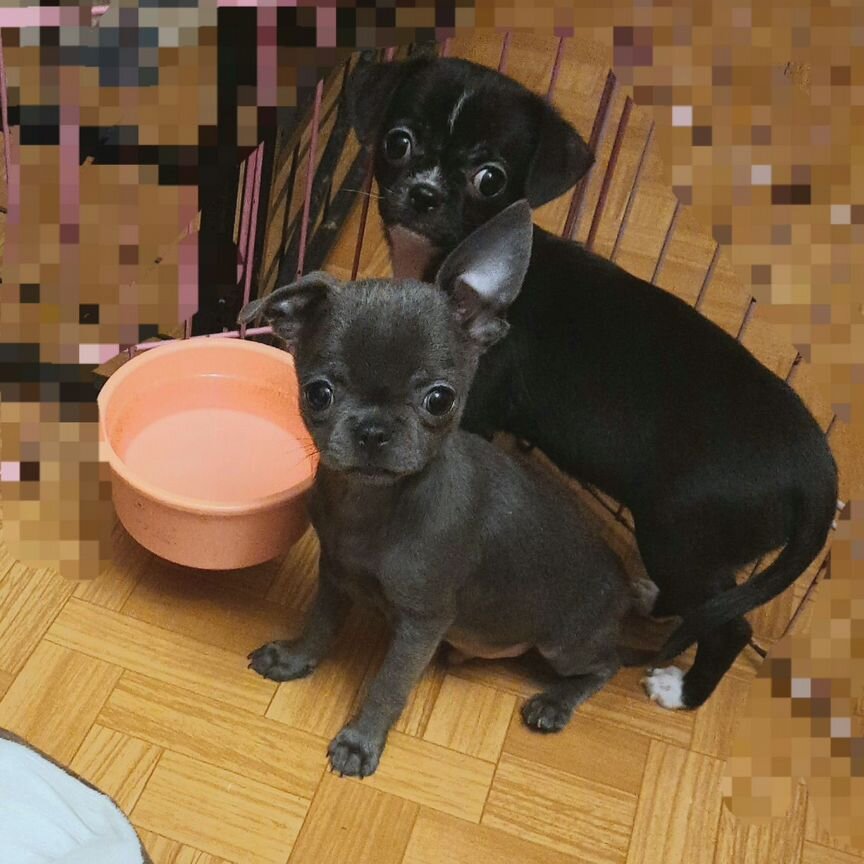 Щенки чихуахуа цветные