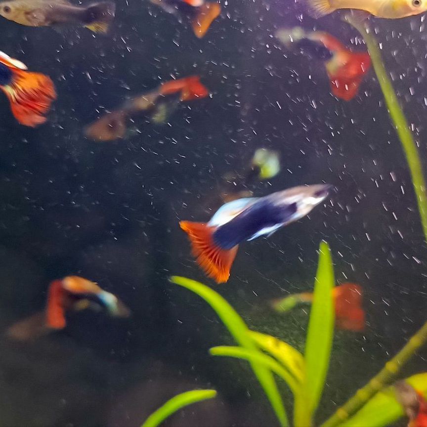 Красивые гуппи