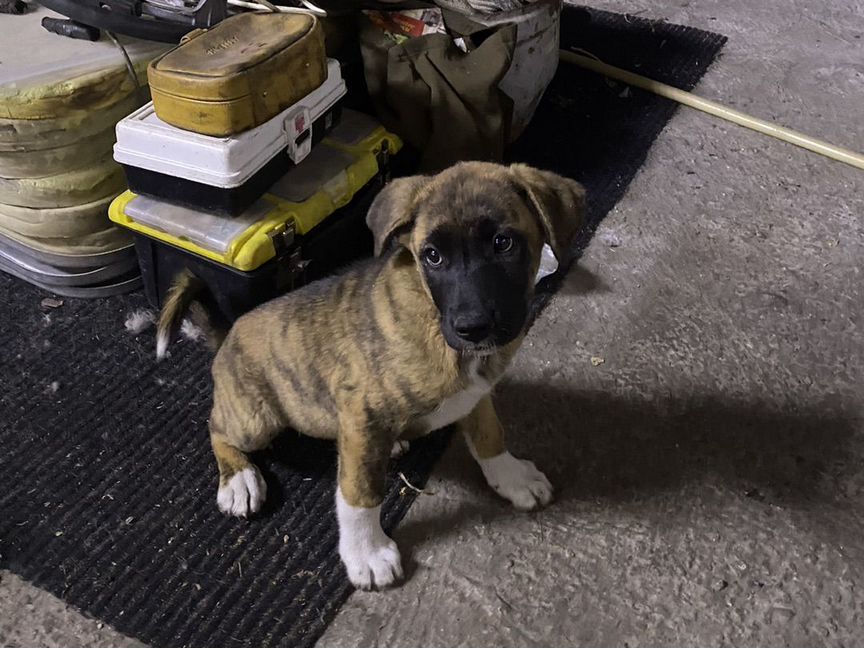 Собака девочка бесплатно