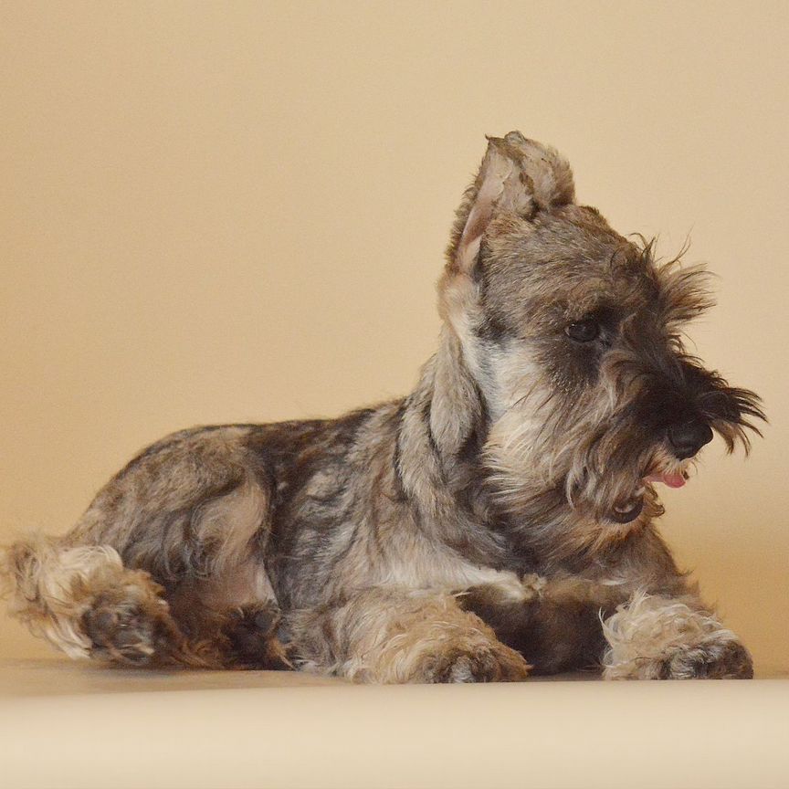 Цвергшнауцер, щенок