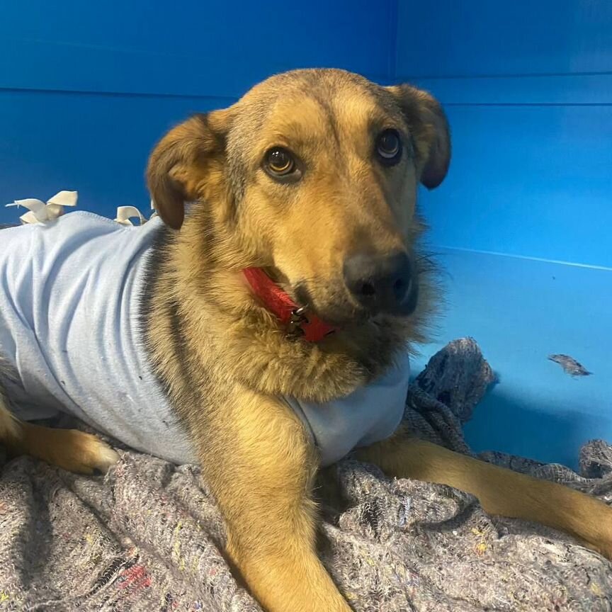 Осиротевшая собачка