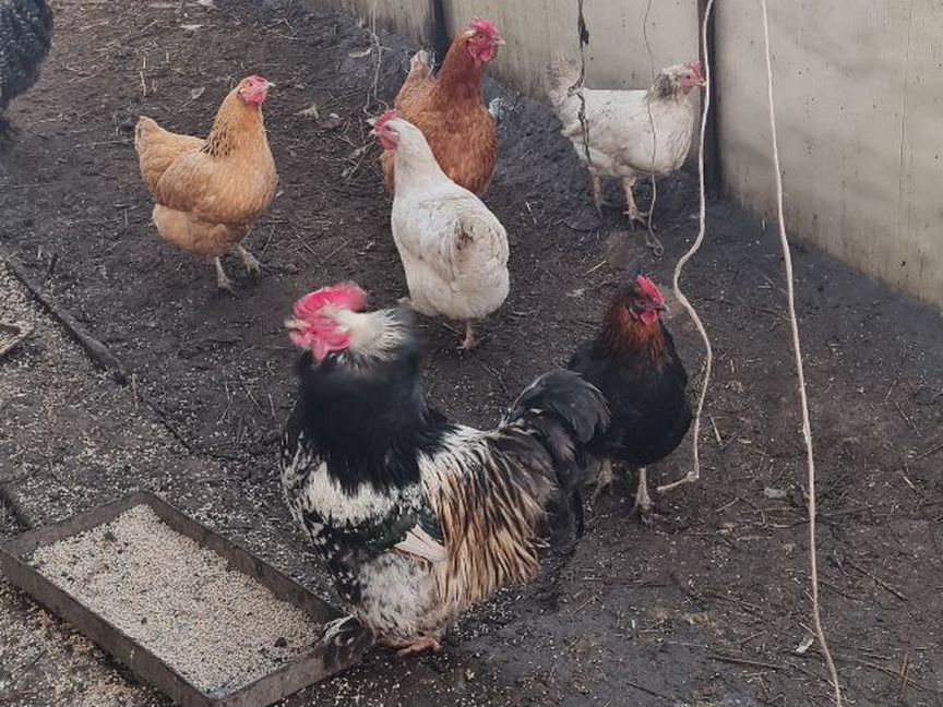 Куры несушки