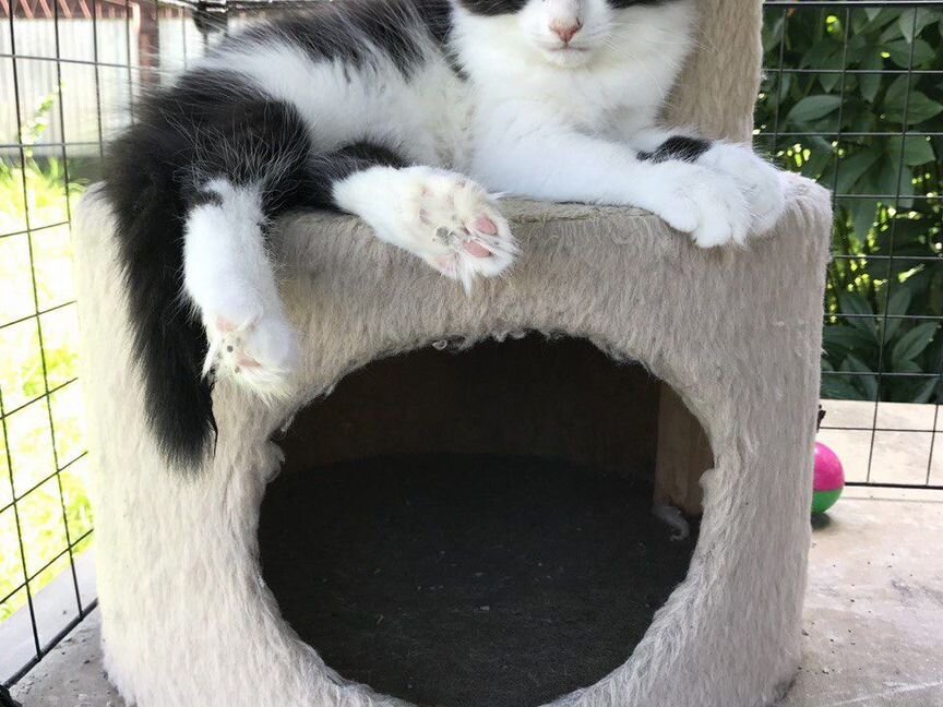 Котята мейн-кун