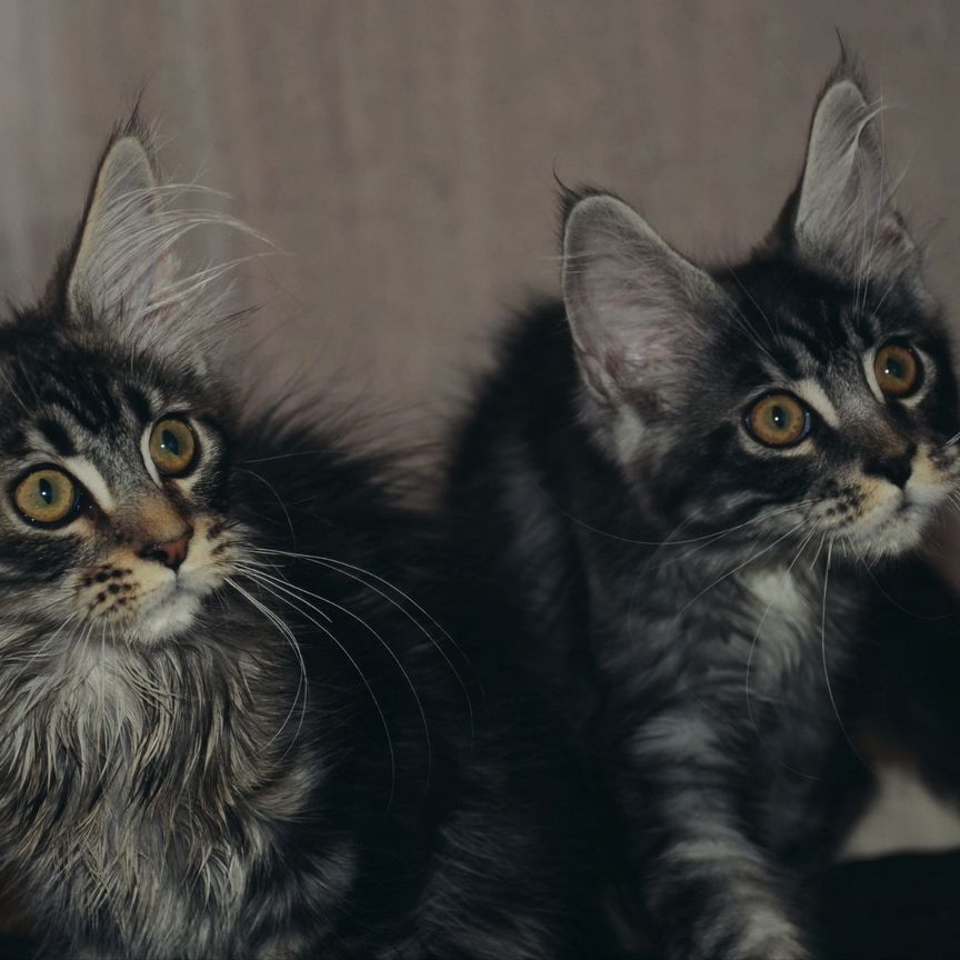 Мейн-куны котята с документами