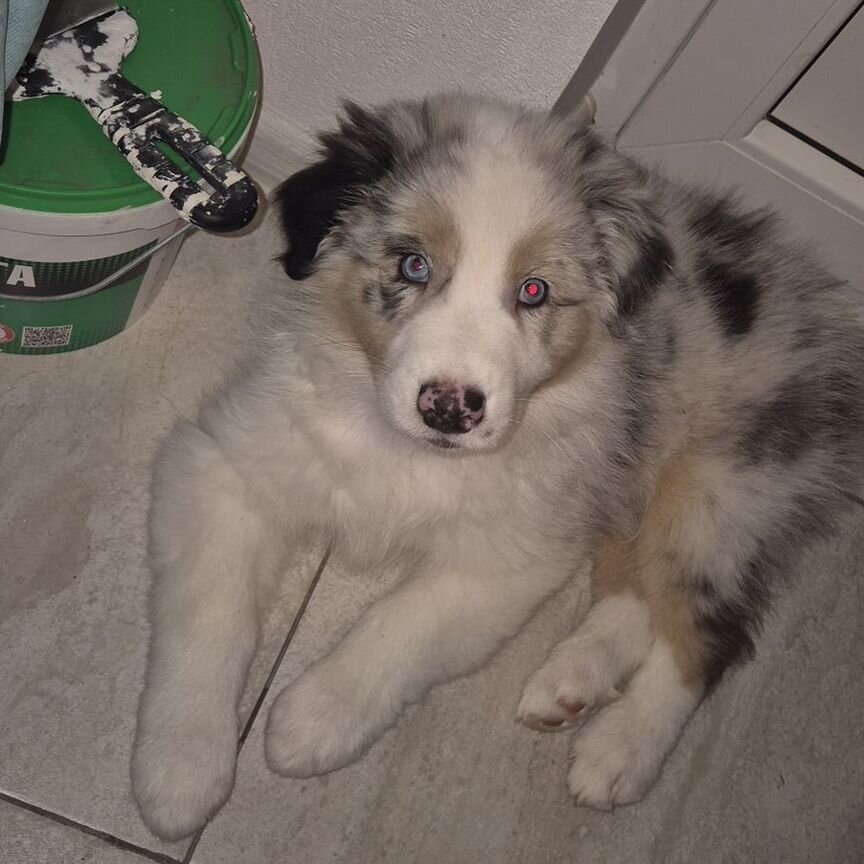 Австралийская овчарка аусси щенок