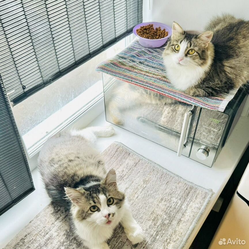 Стерилизованные кот и кошка