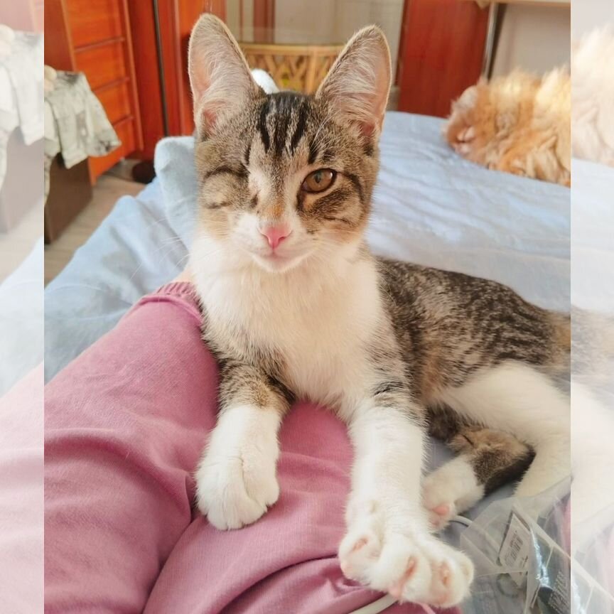 Котенок Сёмочка очень ищет любимого человека