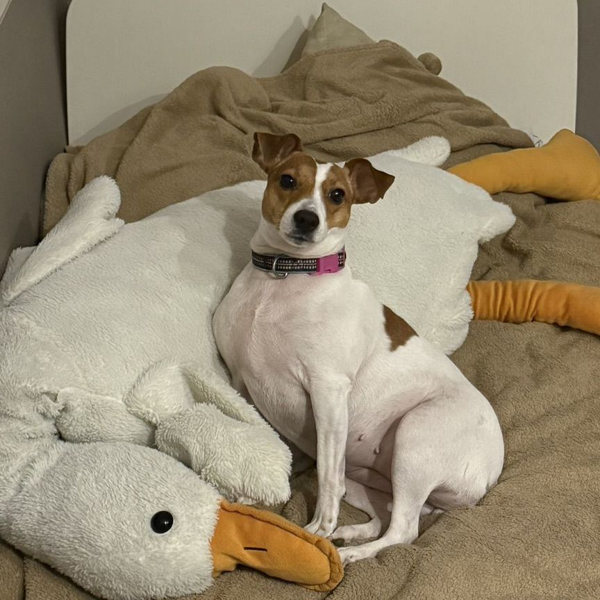 Джек-рассел-терьер, взрослая собака