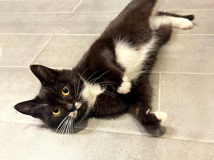 Красотка Тася в добрые руки