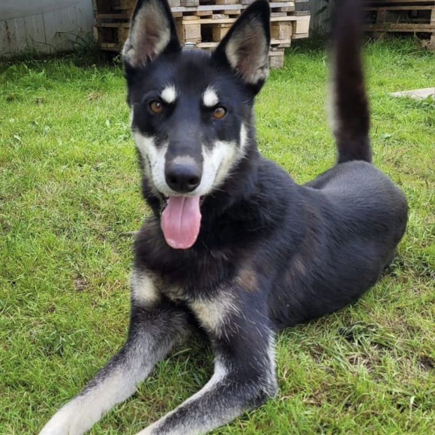 Собака дворняжка