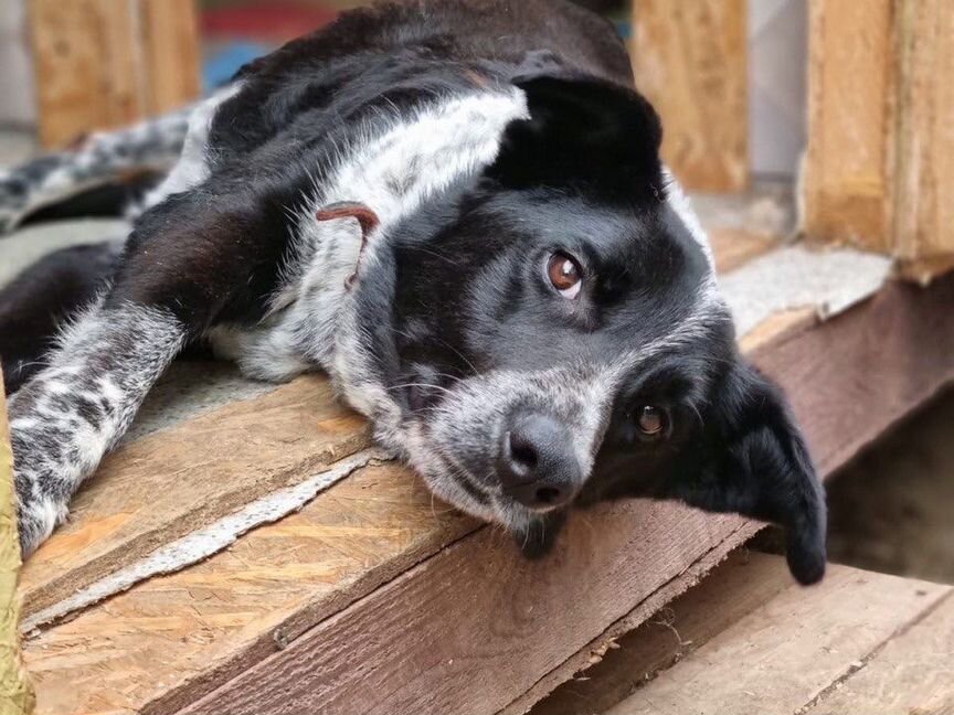 Собачка с особеностями в заботливые руки
