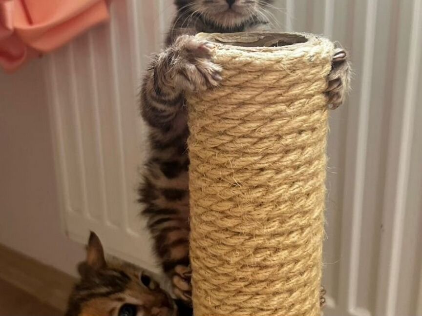 Бенгальские котята