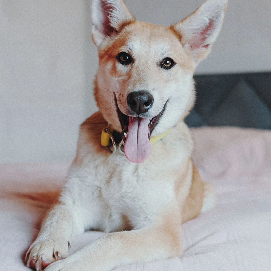 Щенок в добрые руки