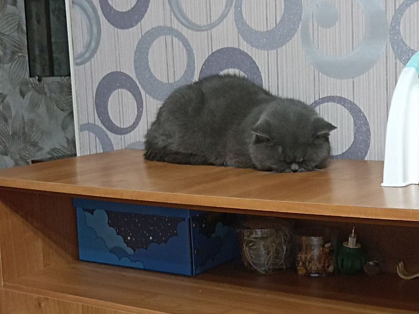 Отдам кота в добрые руки