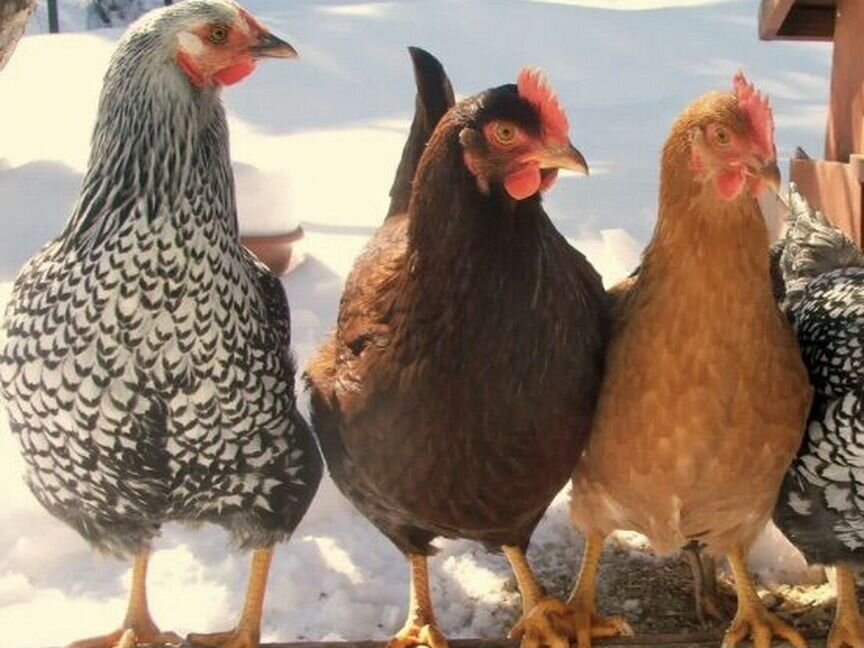 Куры несушки