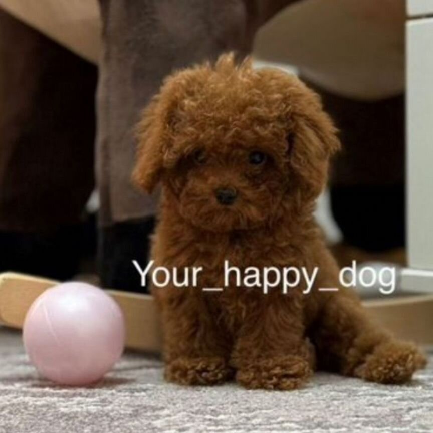 Той-пудель, щенок