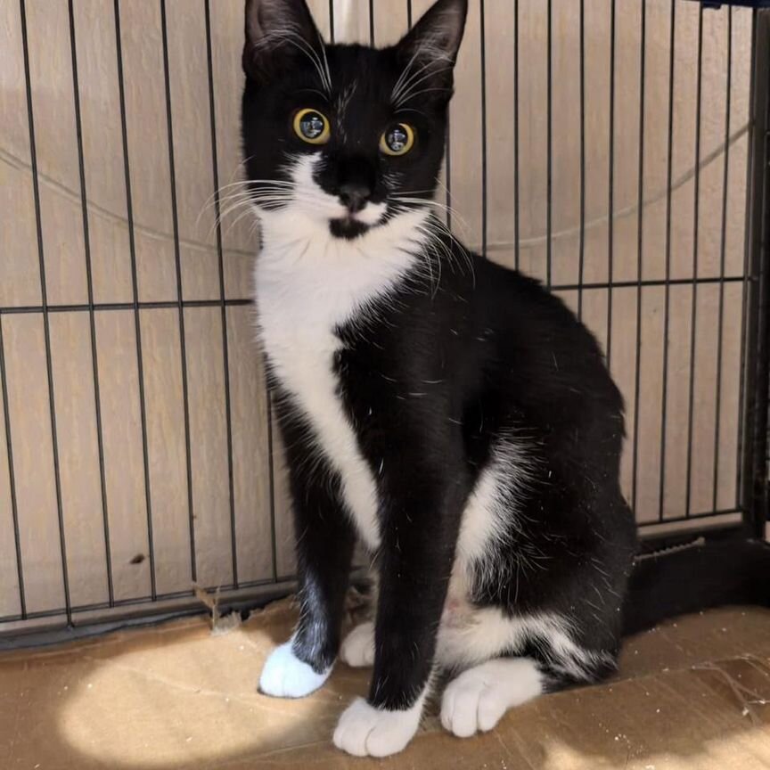 Кошечка в добрые руки